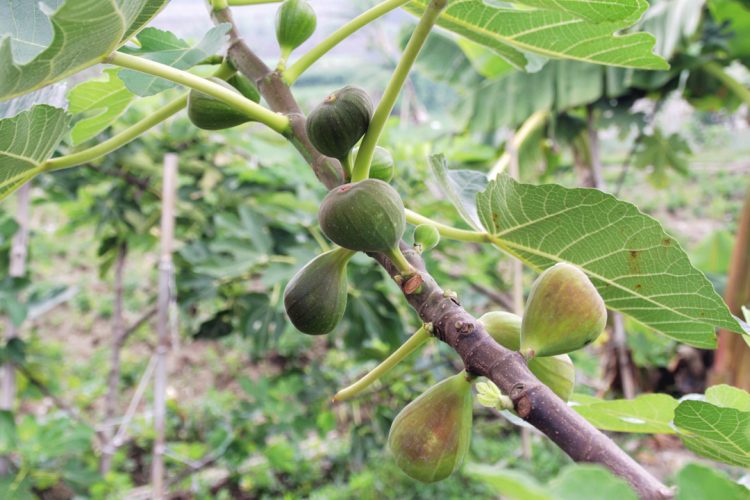 Perkebunan Buah Tin di Ciwidey - Kelana Nusantara